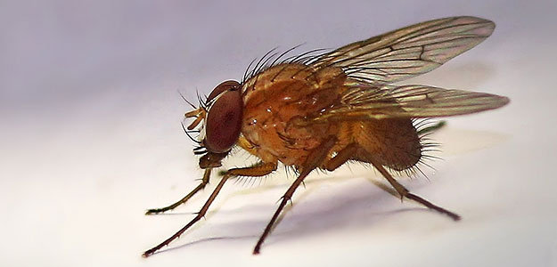 Confira seis maneiras de livrar a casa das moscas - Lugar Certo